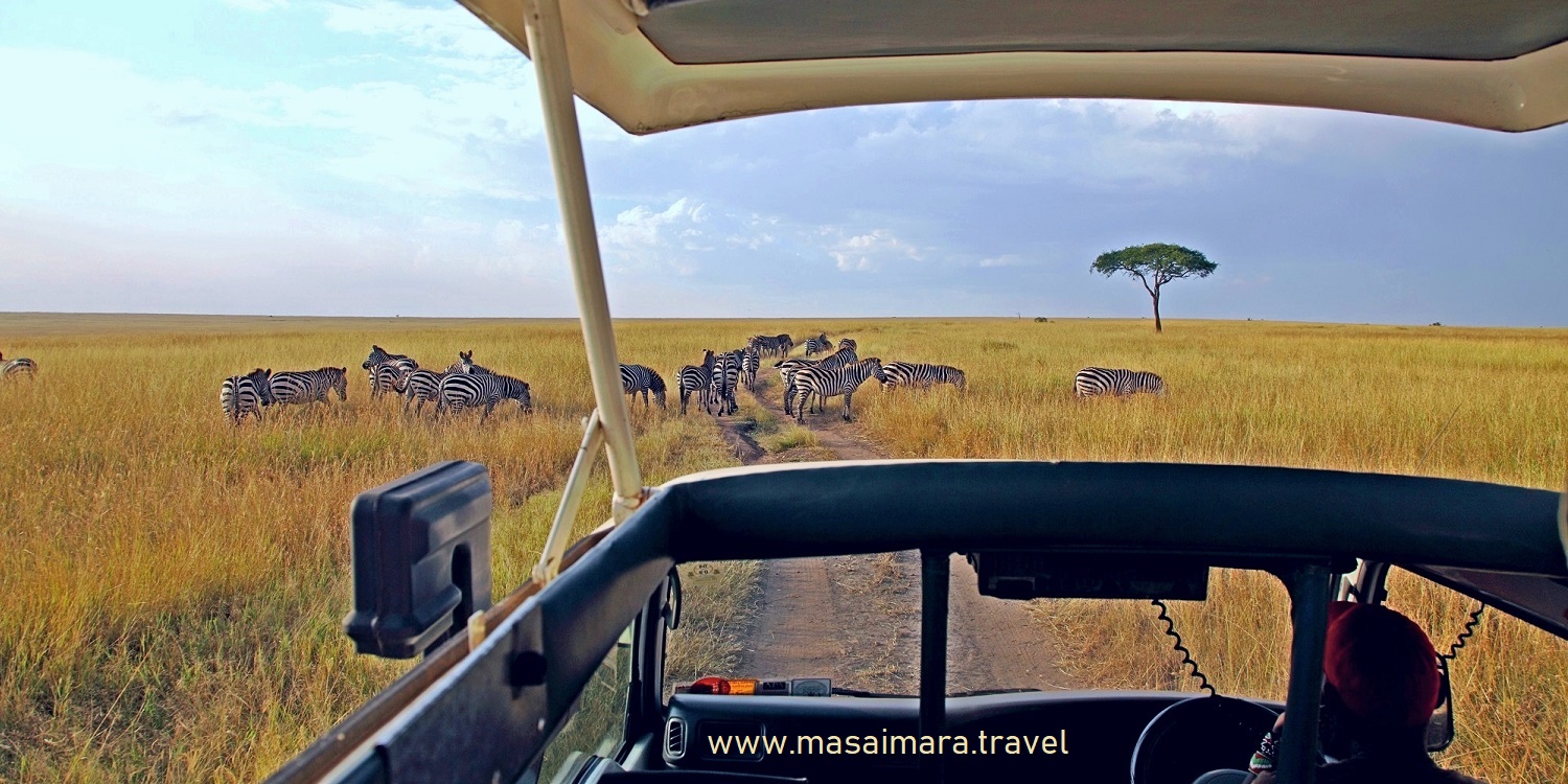 3 day Masai Mara Safari | Book a Maasai Mara 3 days 2 nights Safari in ... 3 day Masai Mara Safari | Book a Maasai Mara 3 days 2 nights Safari in ...