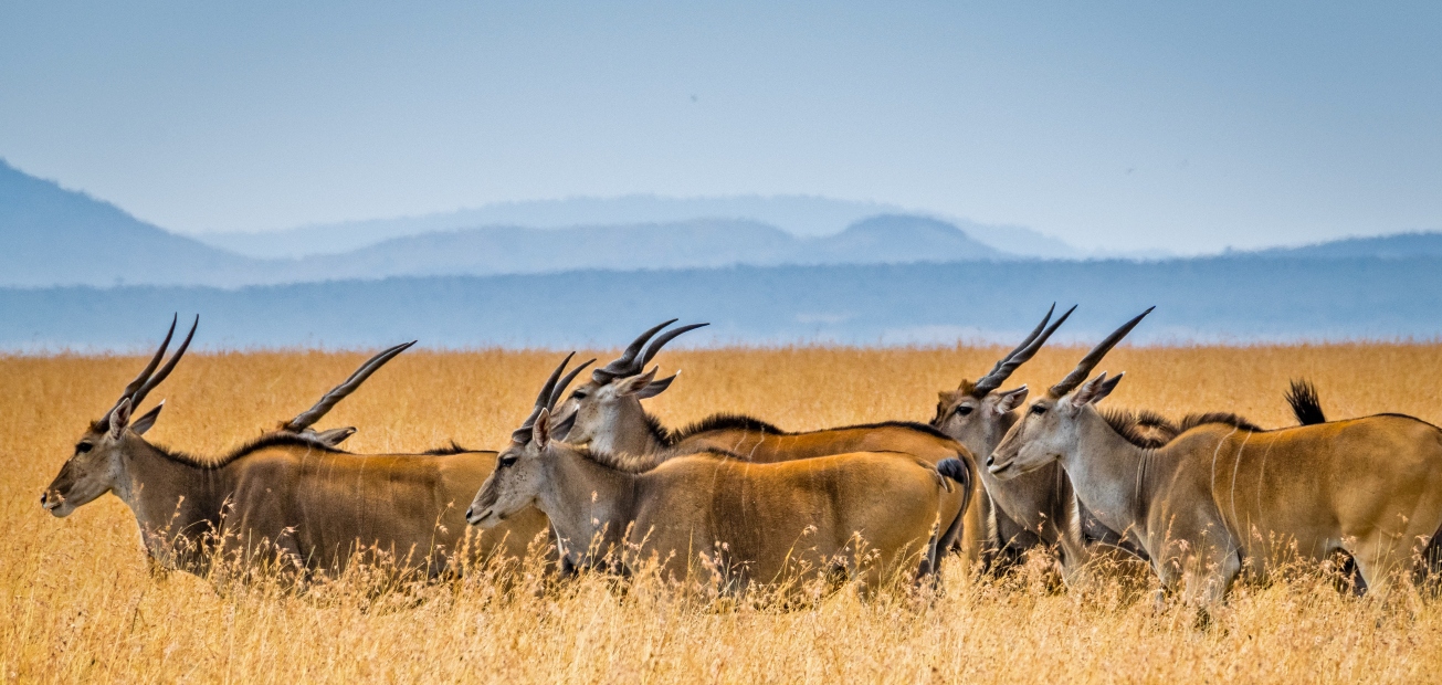Facts about Masai Mara Reserve in Kenya